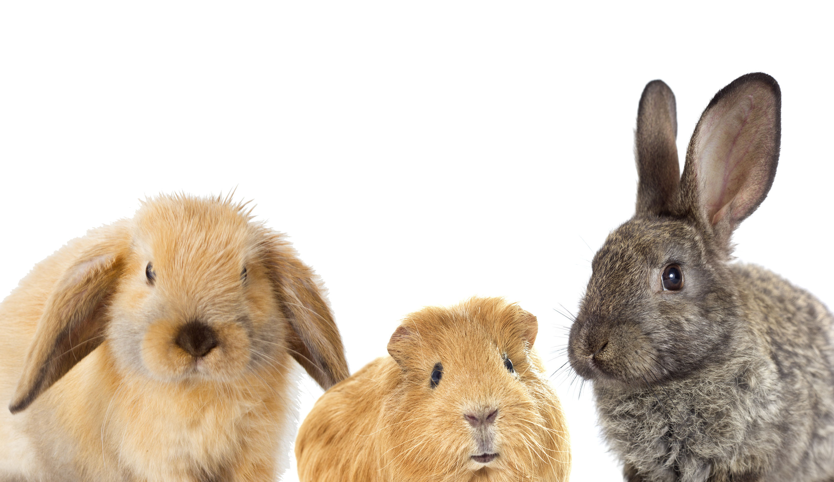 Veterinarian nominated common conditions of rabbits and guinea pigs ...