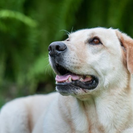 Quality of Life assessment tools - Health Related Quality of Life ...