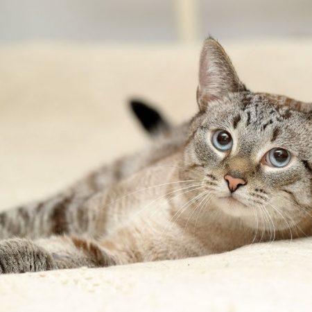 European Advisory Board on Cat Diseases (ABCD) - inFOCUS