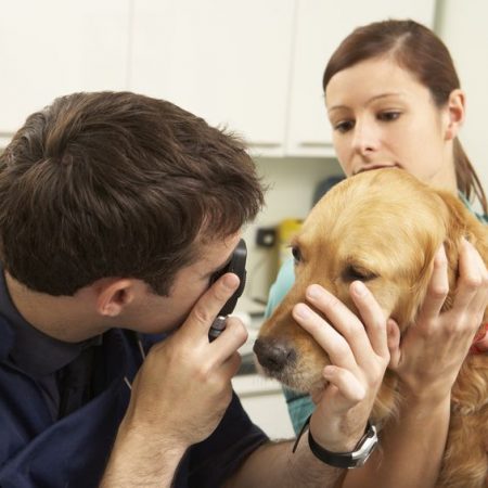 Quality of Life assessment tools - Pain assessment tools - Dogs - inFOCUS