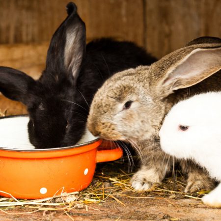 Veterinary care of rabbits: Myiasis - in FOCUS