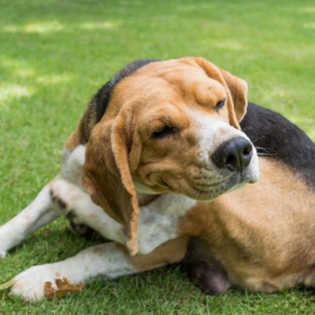 Quality of Life assessment tools - Health Related Quality of Life ...