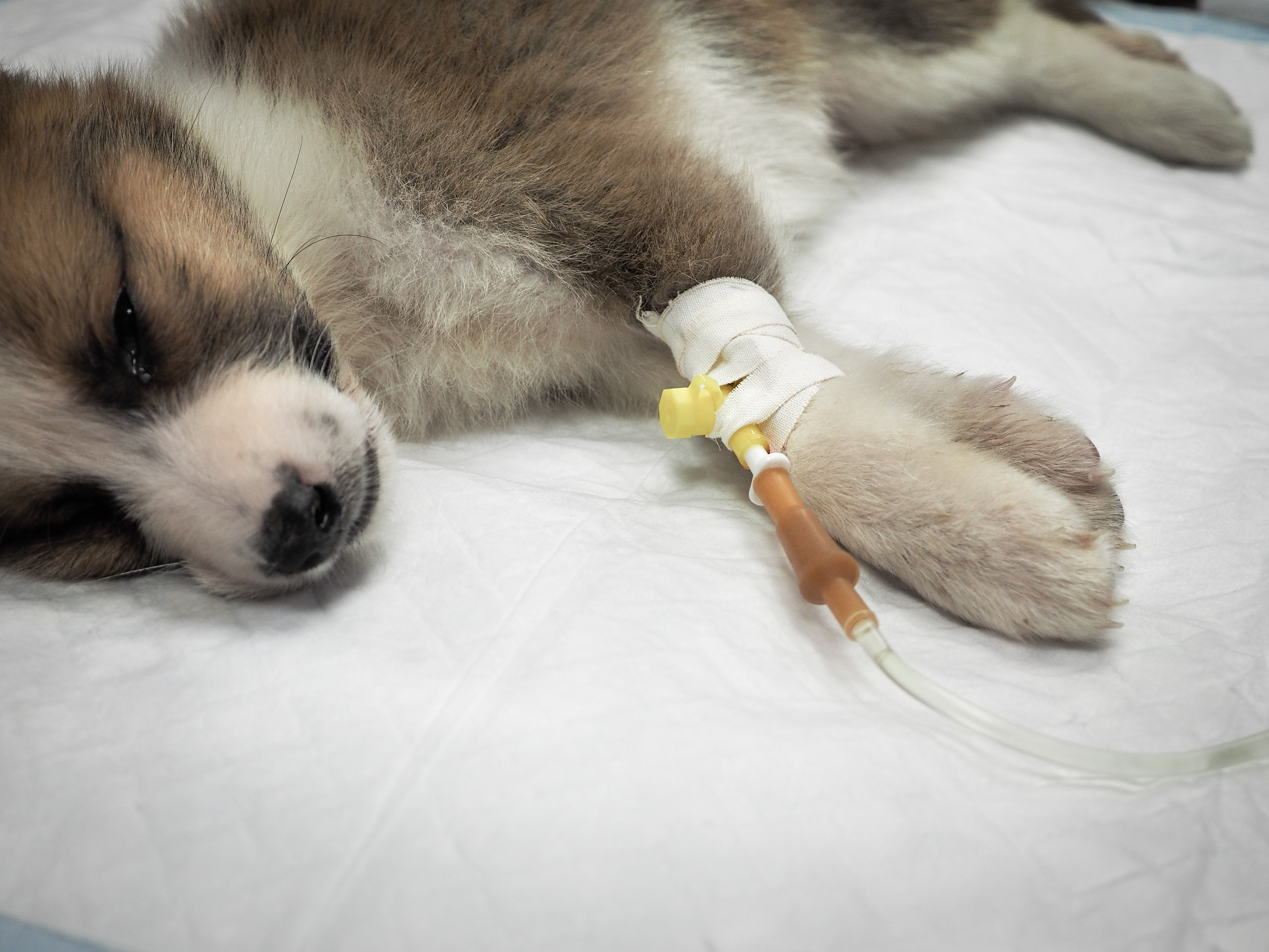 Incidence and type of peripheral intravenous catheter complications ...