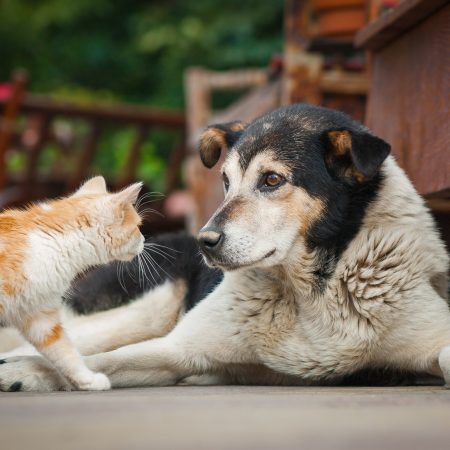 Performance evaluation and validation of the animal trauma triage score ...