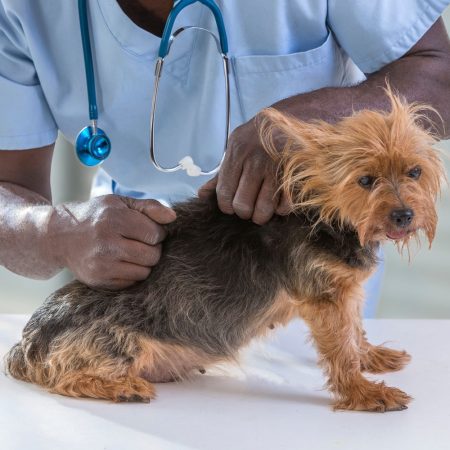 ACVIM consensus statement on the diagnosis and treatment of chronic hepatitis in dogs - inFOCUS