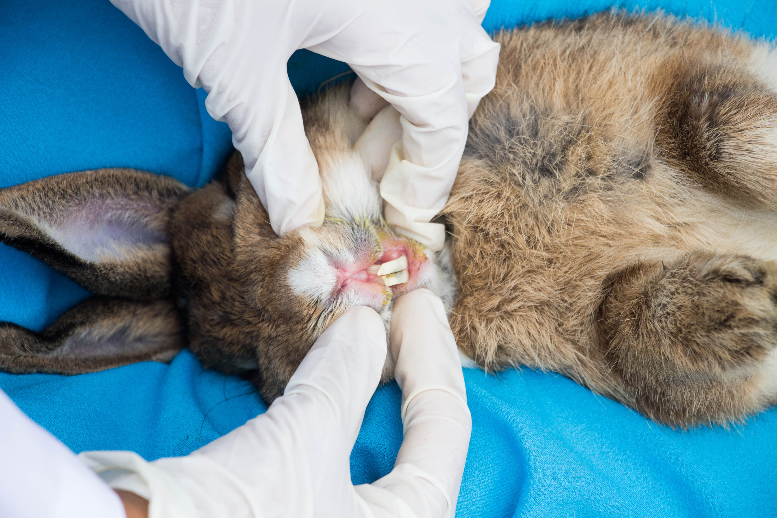 Dental disease in rabbits under UK primary veterinary care: Clinical ...